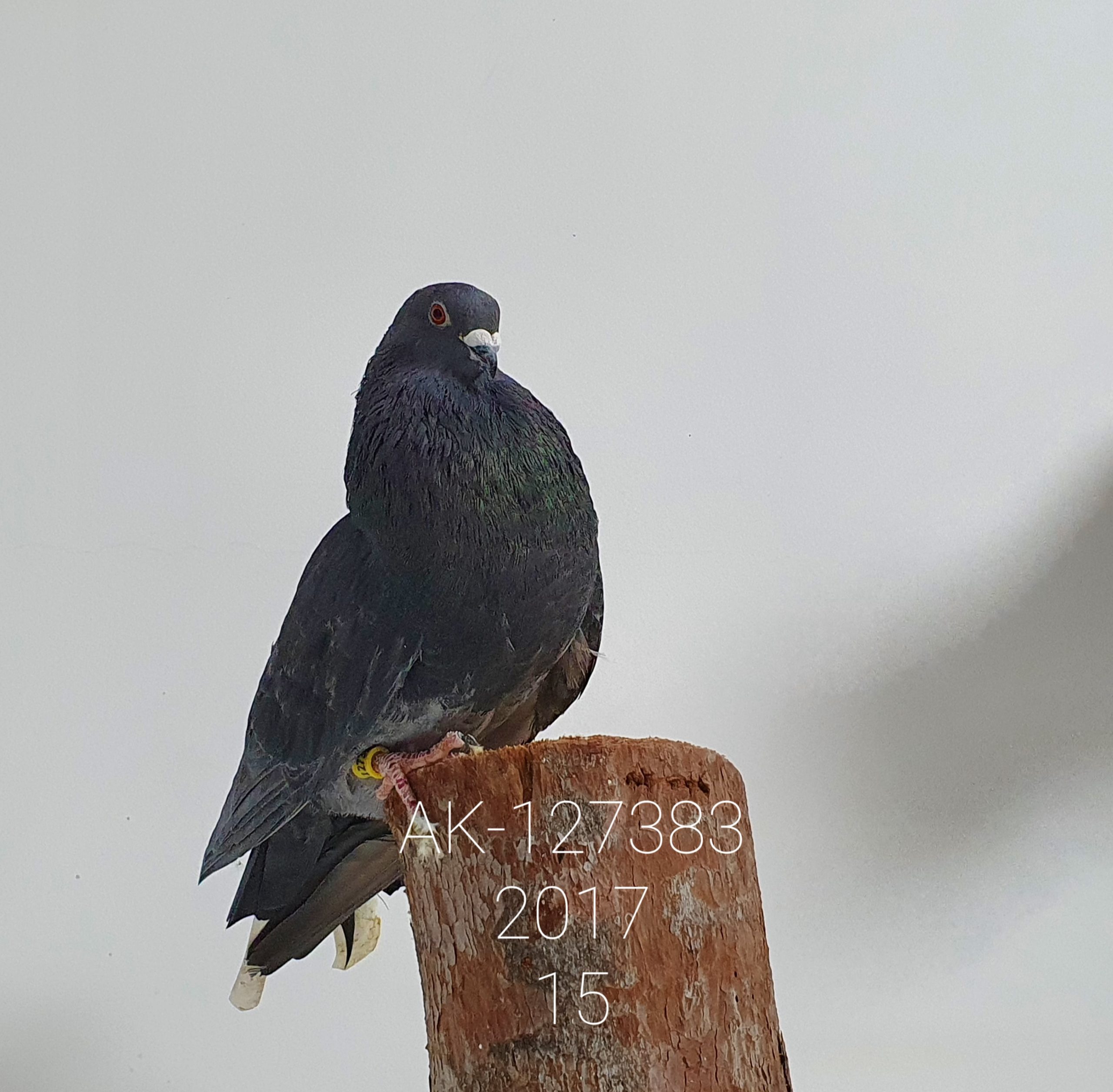 BORRADA AK-127383 / Nº,15 - Venta Palomos Deportivos