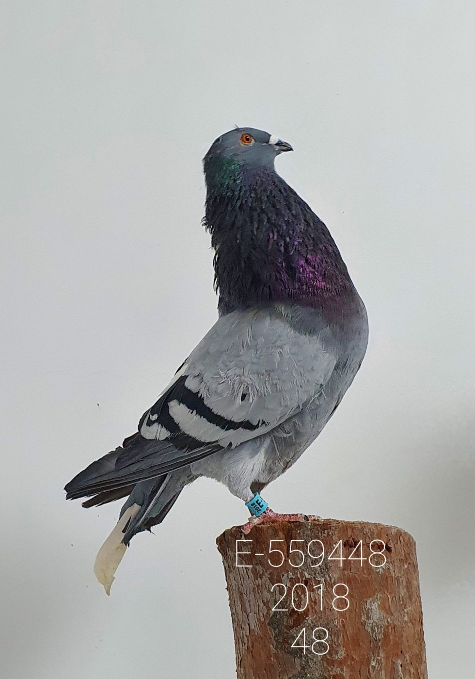 AZULA / E-559448 - Nº48 - Venta Palomos Deportivos