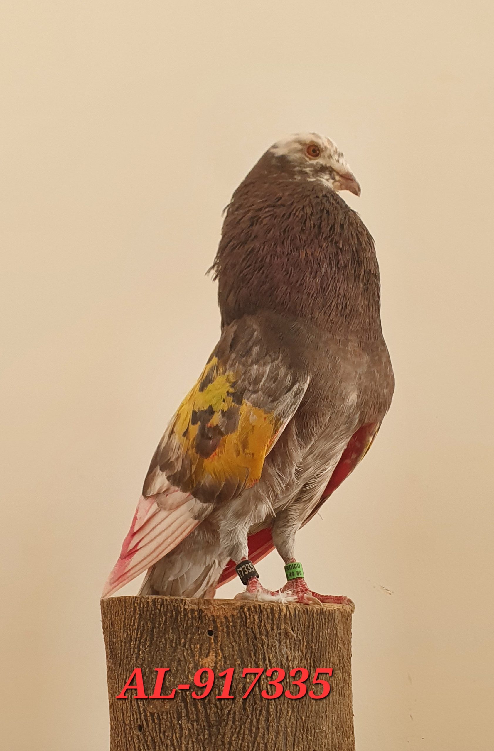 Venta de Palomos de Vuelo - Venta Palomos Deportivos