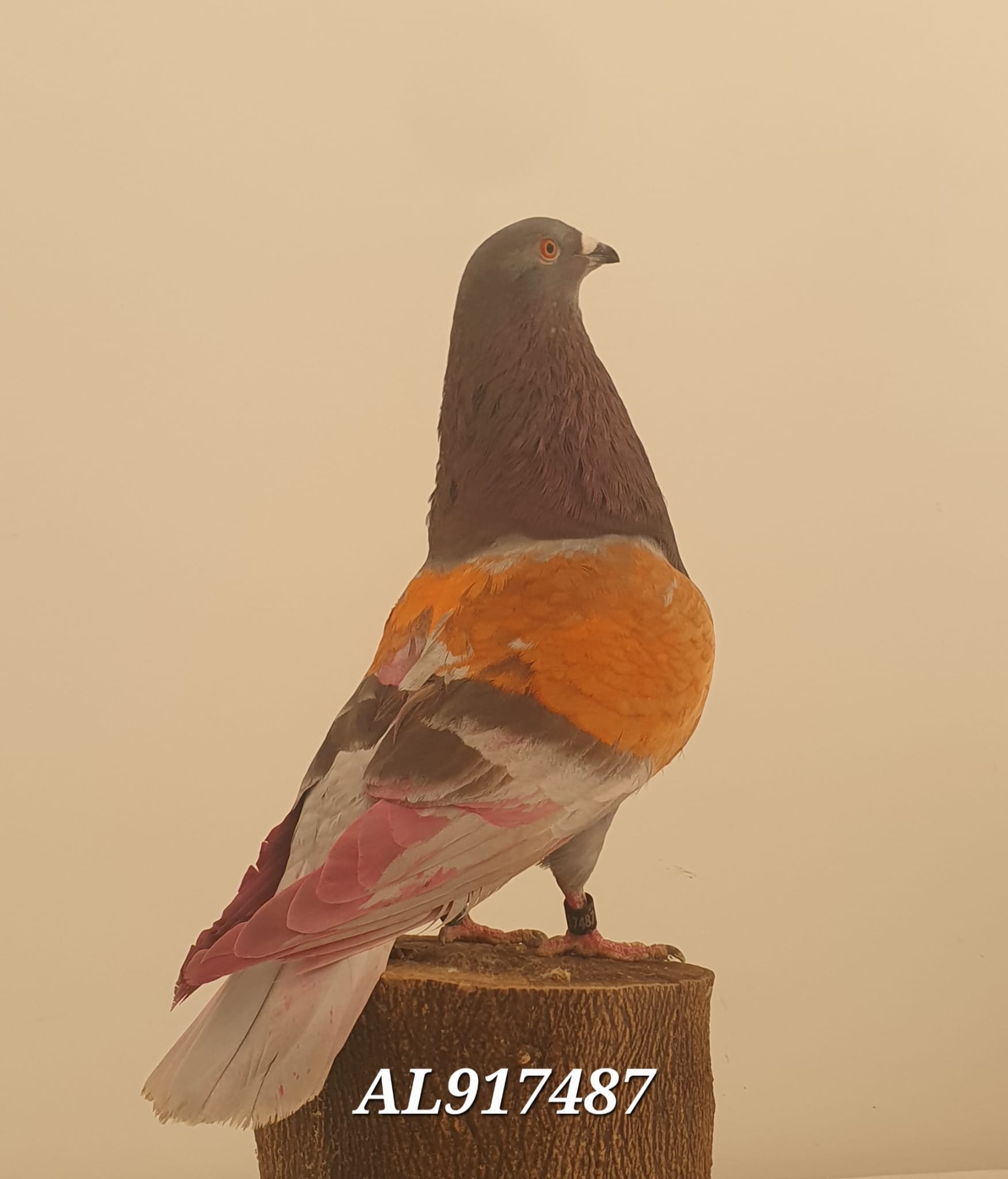 Inicio - Venta Palomos Deportivos