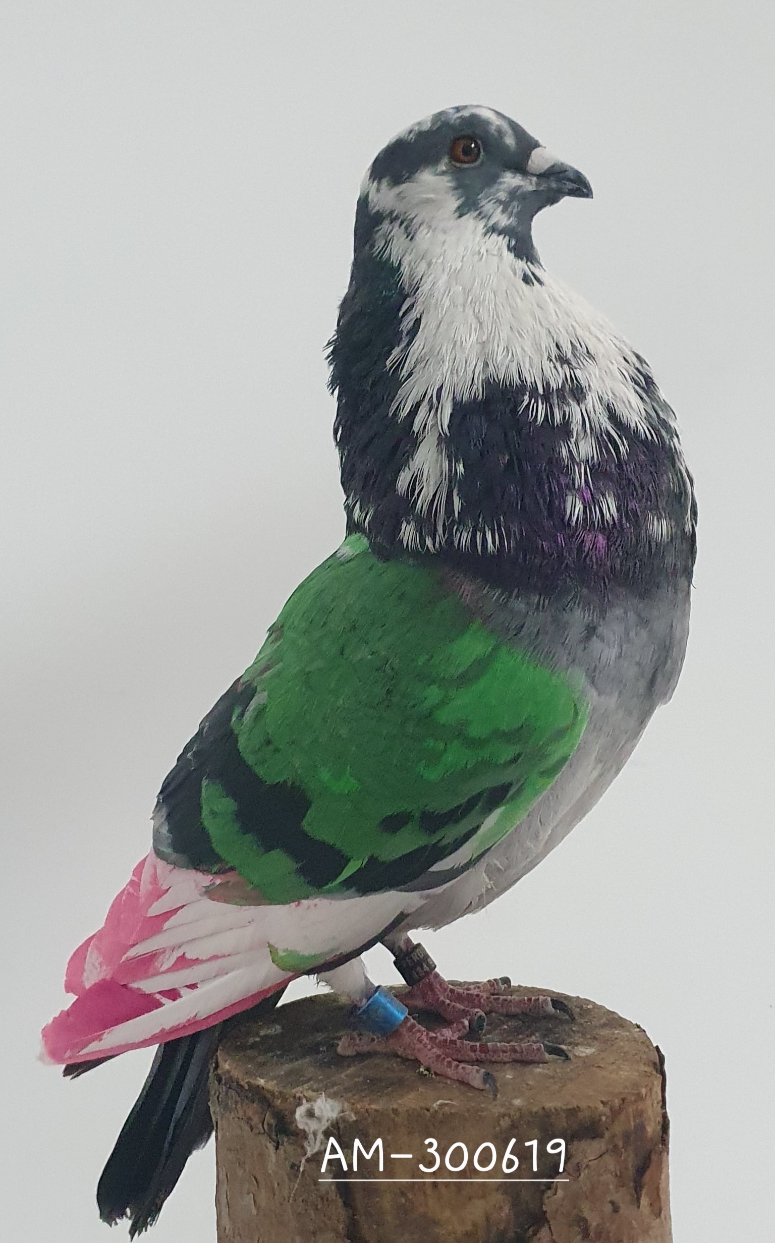 Inicio - Venta Palomos Deportivos